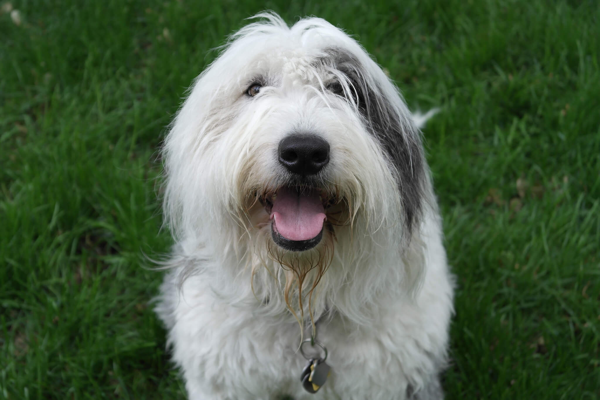 Pet Wellness Care in Omaha, NE | American Animal Hospital