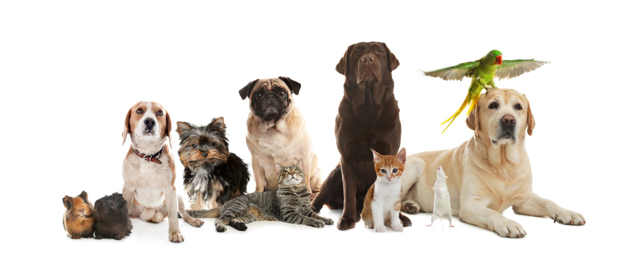Animal Hospital & Veterinarian in Omaha, NE | American Animal Hospital